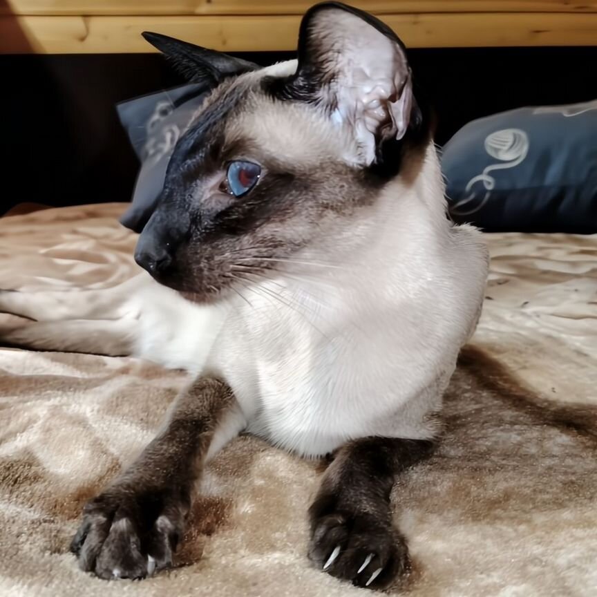 Ориентальная кошка, взрослая