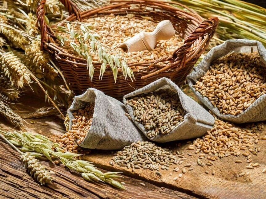 Зерно. Пшеница. Ячмень. Кукуруза. Подсолнечник.лнр