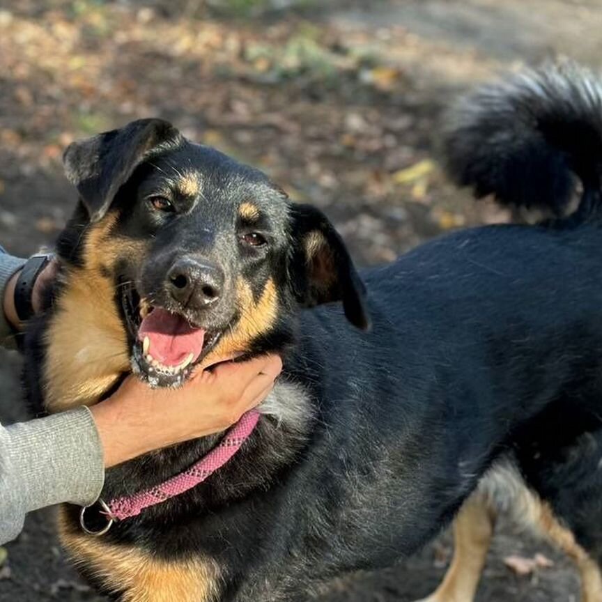 Молодая собака ждет семью