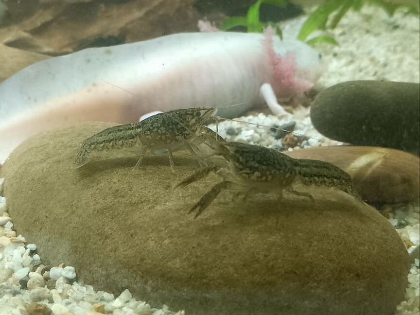 Мраморные рачки