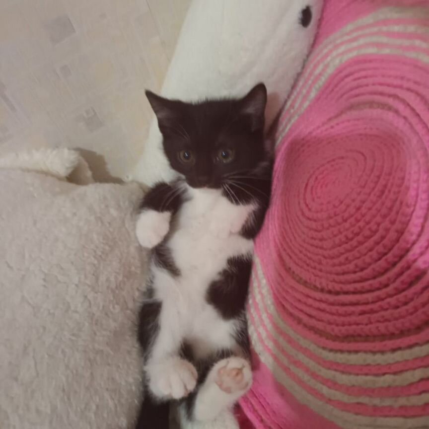 Котёнок в добрые руки