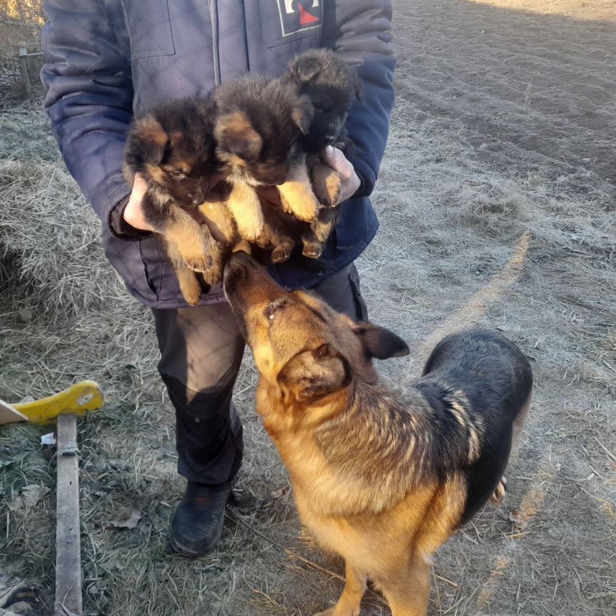 Немецкая овчарка, щенок