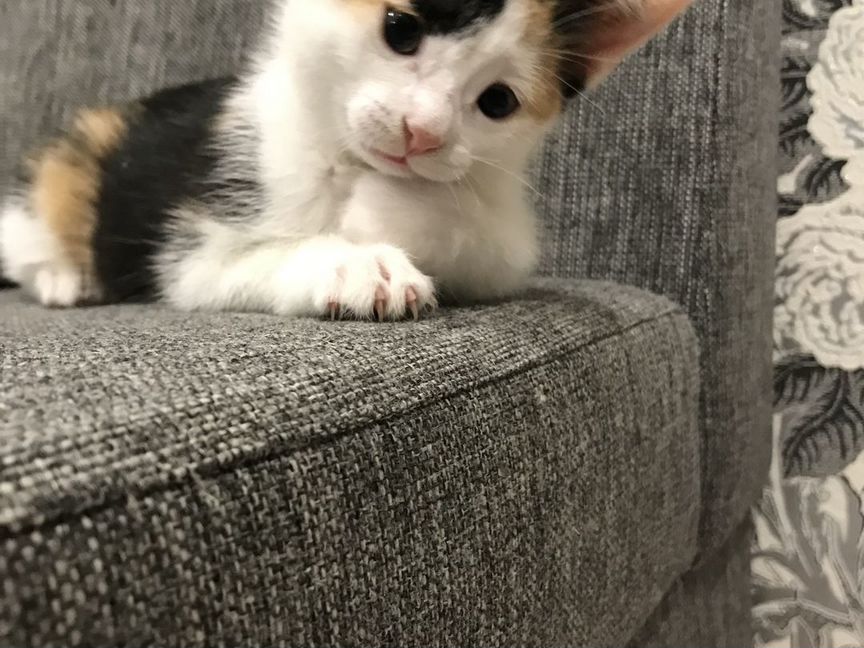 Отдам котенка