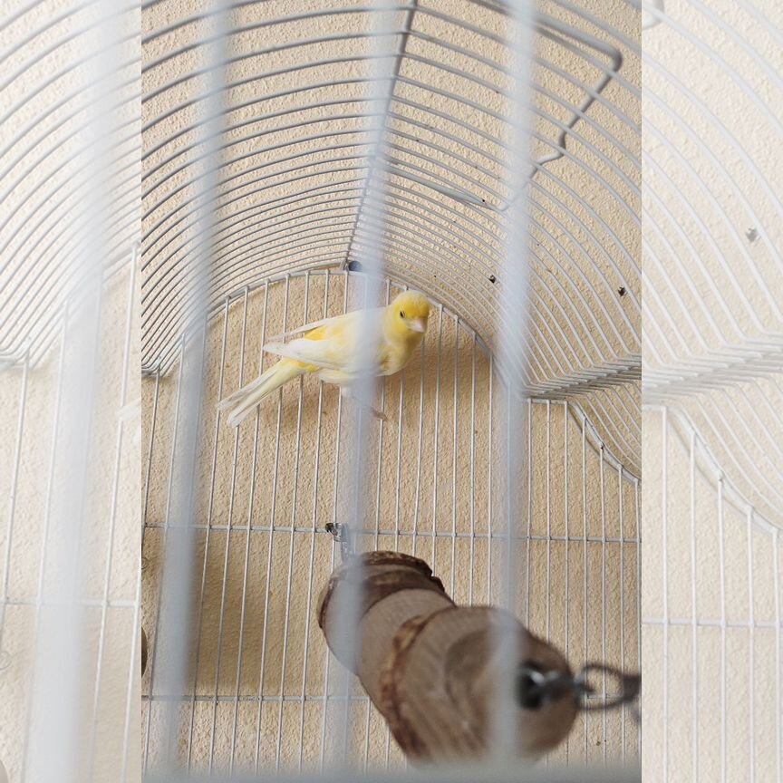 Кенара и канарейки