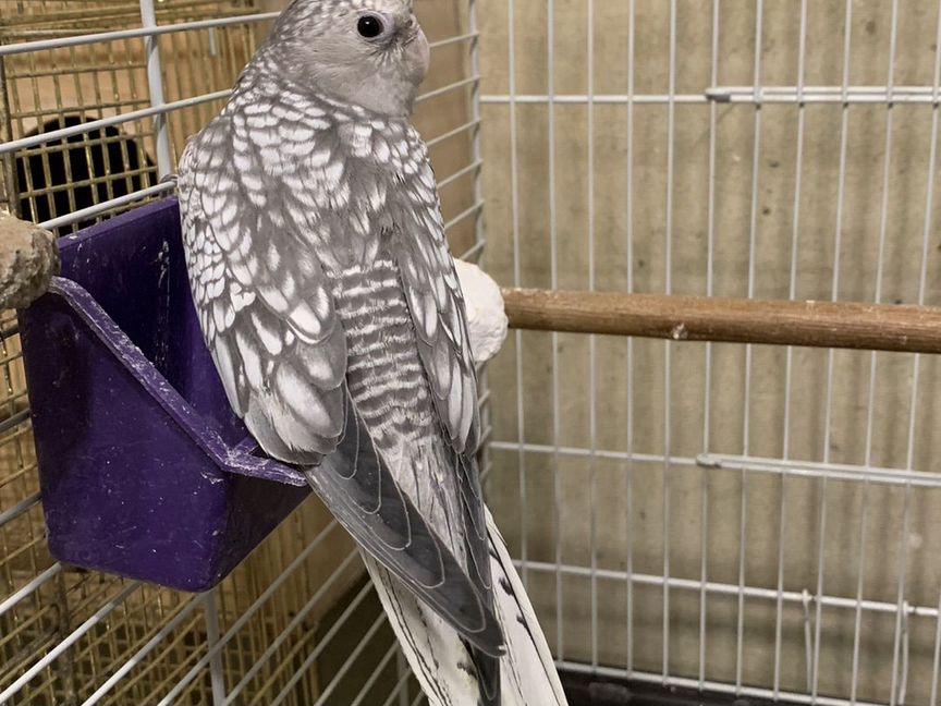 Птенец безщекий самец 2,5 месяца