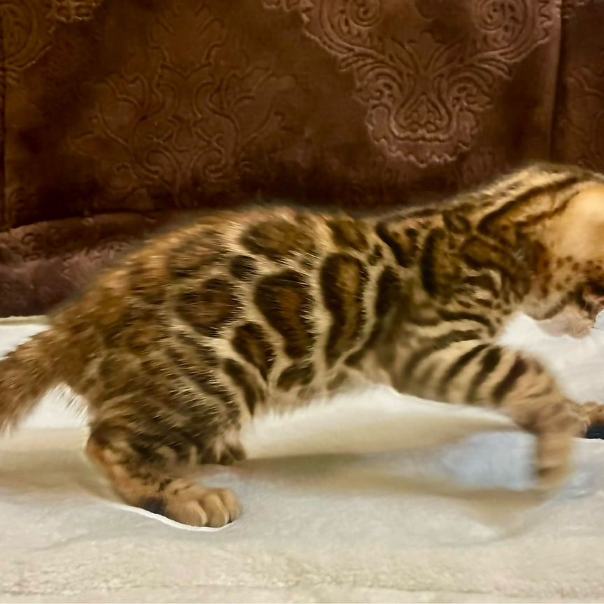 Бенгальские котята Бенгальская Бенгал