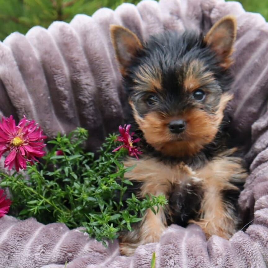 Йоркширский терьер, щенок