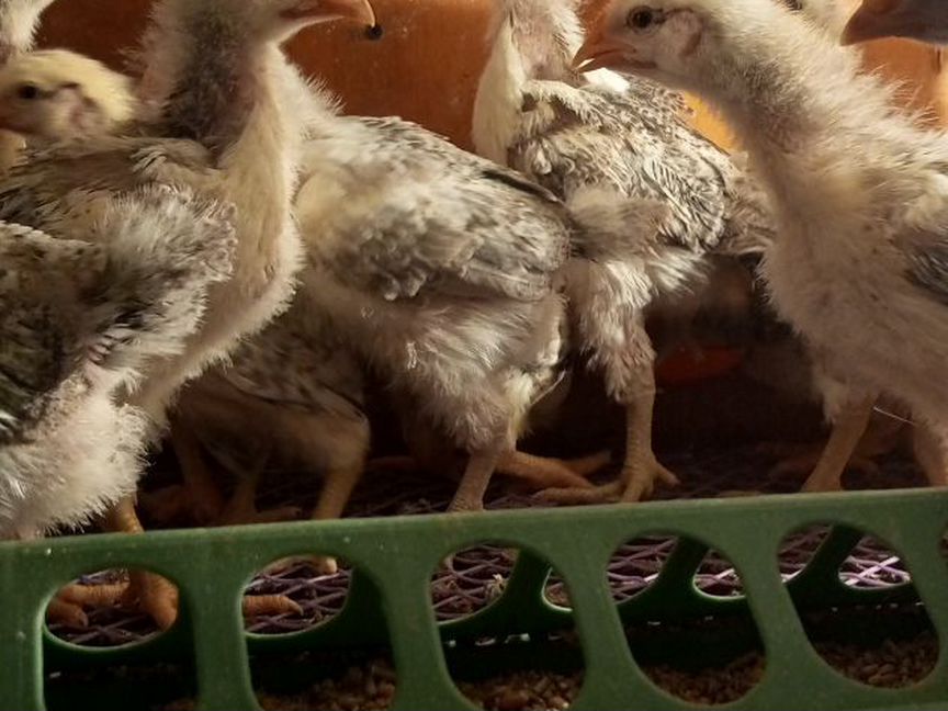 Домашняя птица