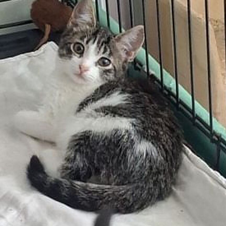 Котёнок в добрые руки