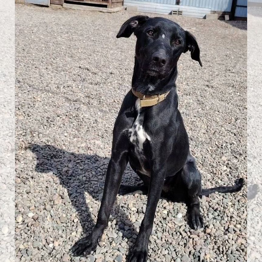 Взрослая собака в добрые руки