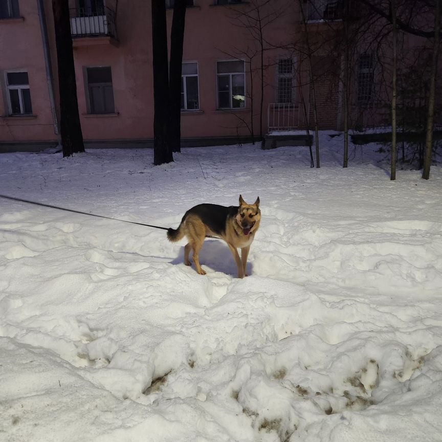 Пёс в хорошие руки