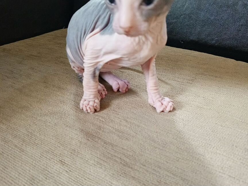 Донской сфинкс кошечка