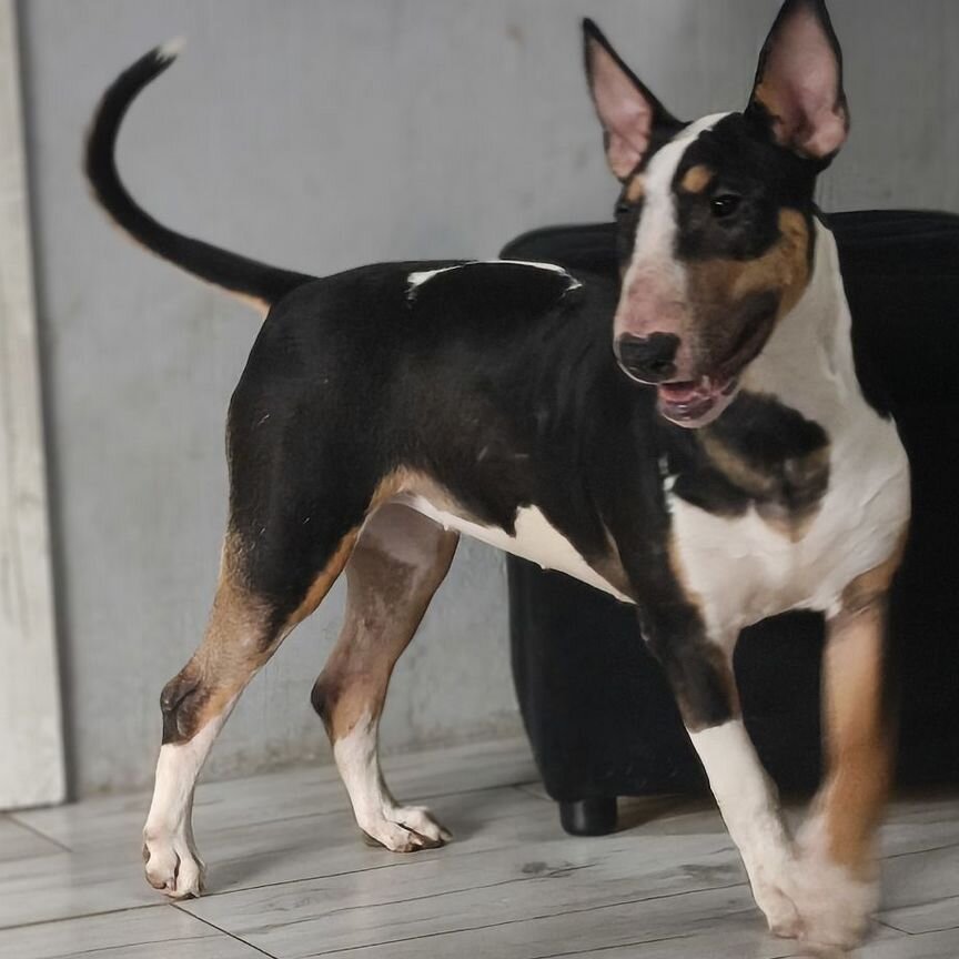 Бультерьер, щенок