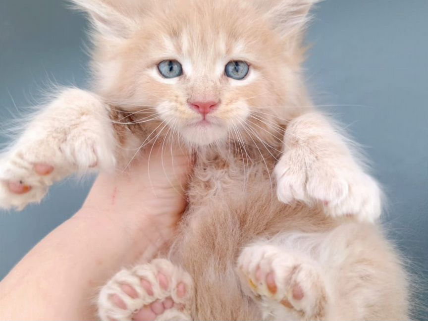 Мейн-кун красавчик мальчик поли