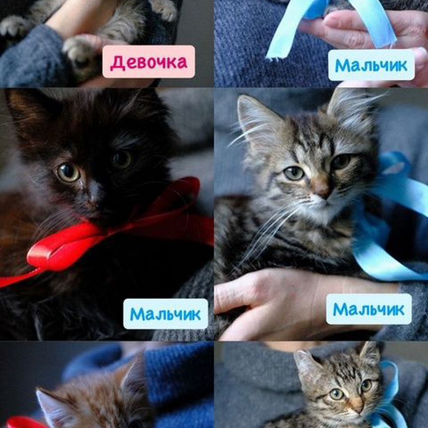 Котята в добрые руки