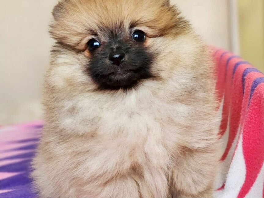 Мини мальчик померанец