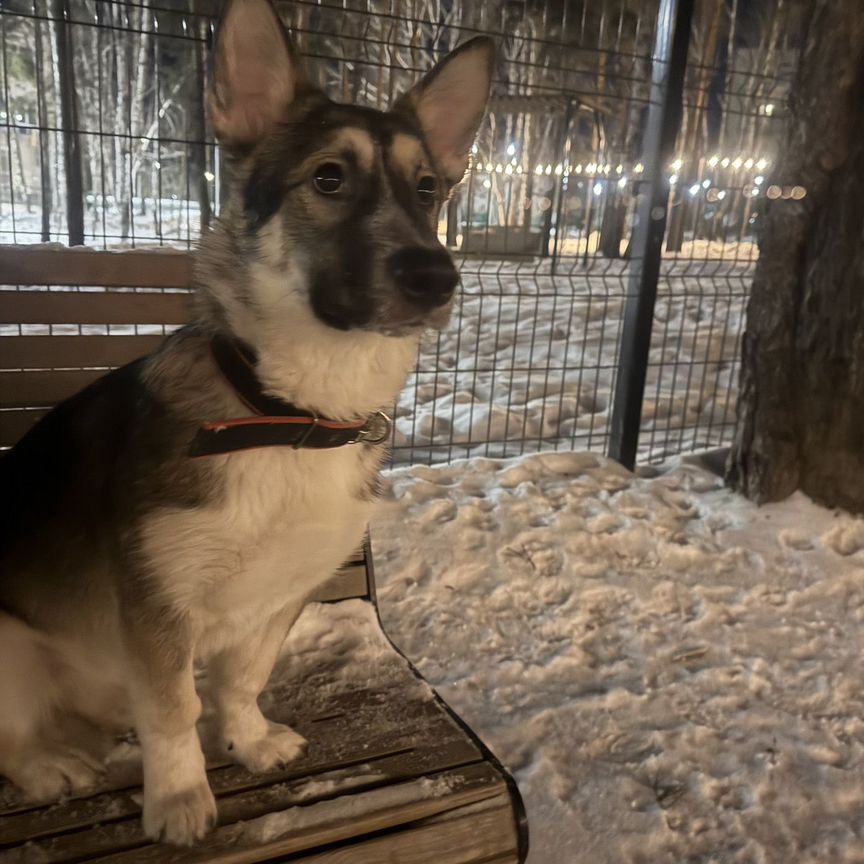 Щенок в добрые руки