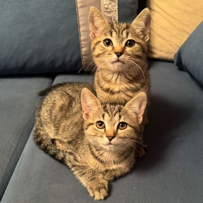 Котята бесплатно в добрые руки