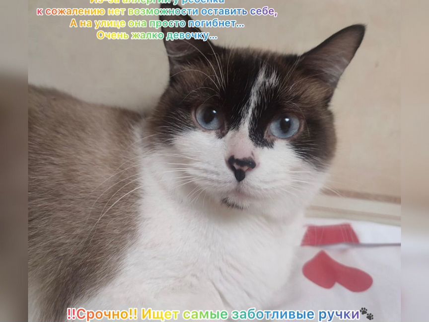 Кошка в добрые руки