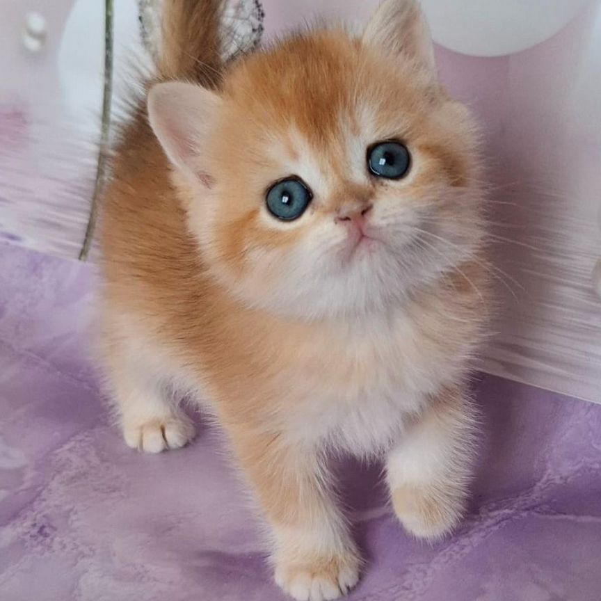 Апельсиновый мальчик