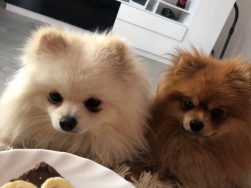 Мальчики ищут дамочек для случки)