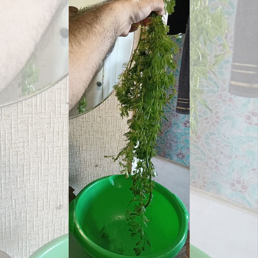 Аквариумные растения