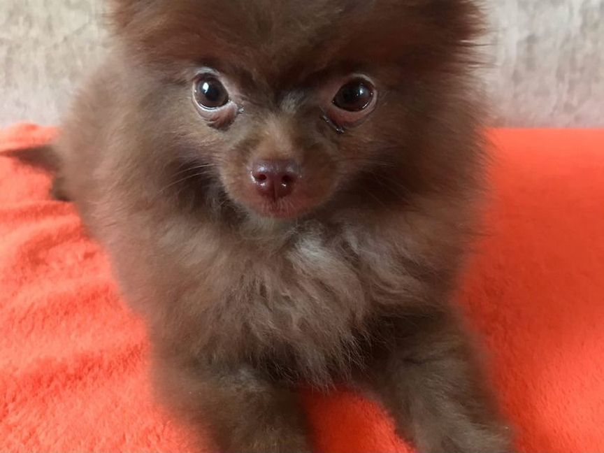 Шпиц маленький шоколадный мальчишка