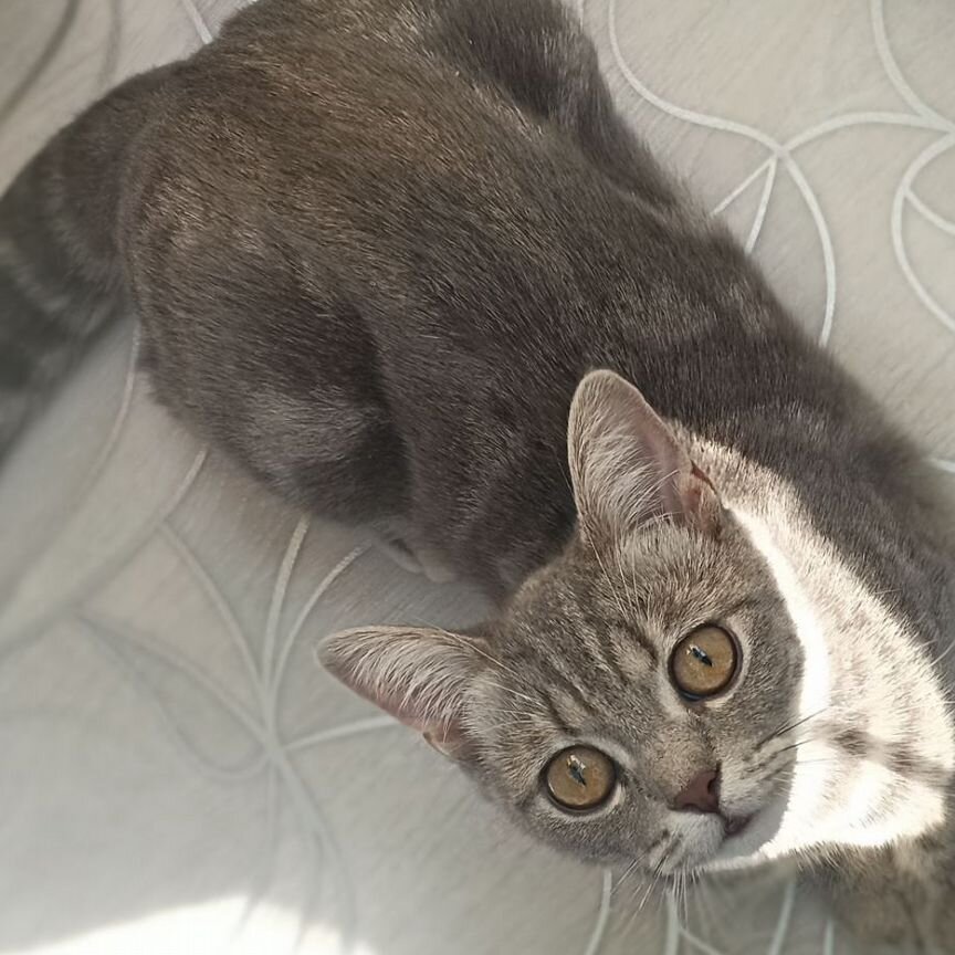 Американский короткошёрстный котёнок