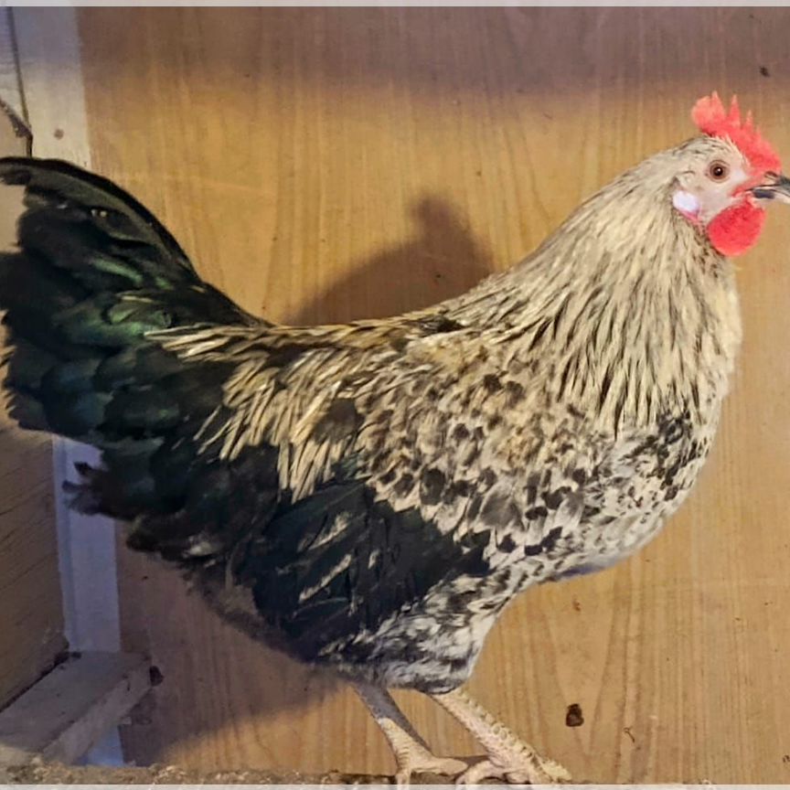 Продаю молодых петухов