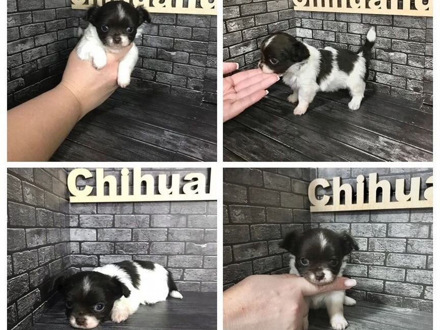 Чихуахуа девочка длинношерстная РКФ