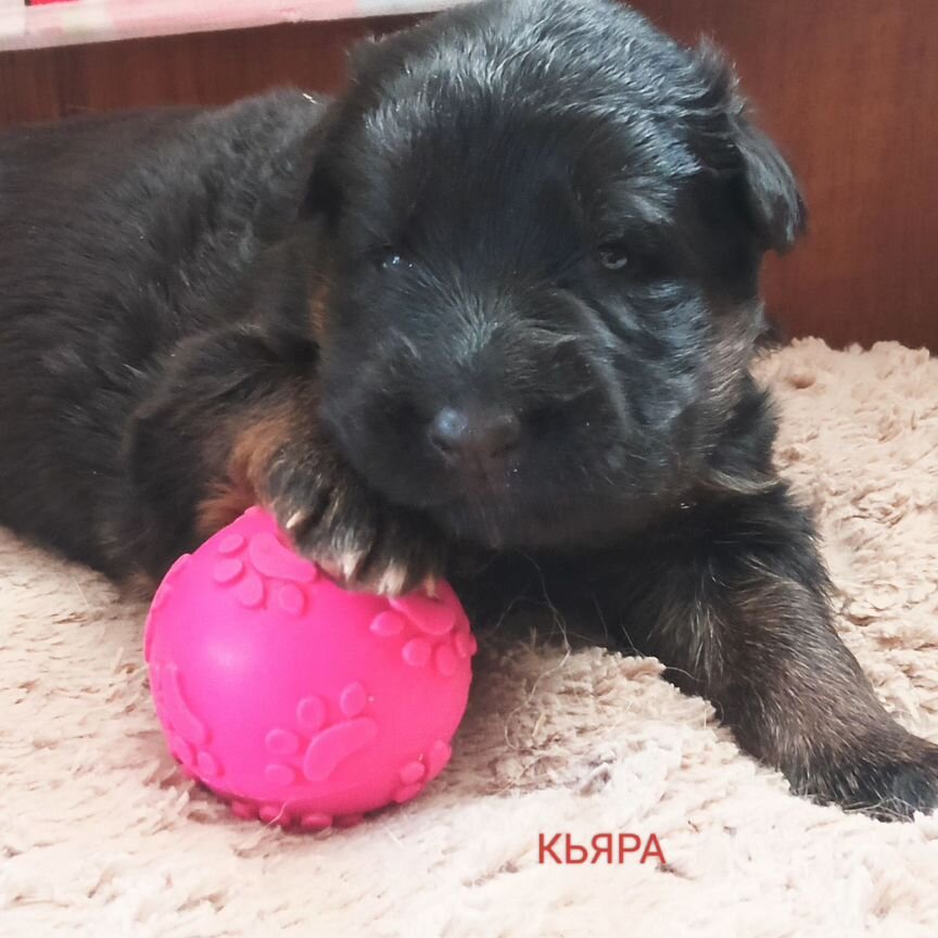 Щенки немецкой овчарки