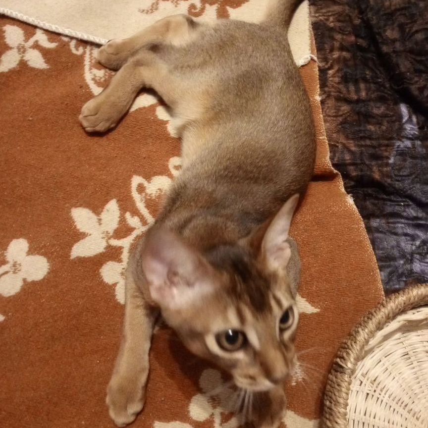 Абиссинские котята