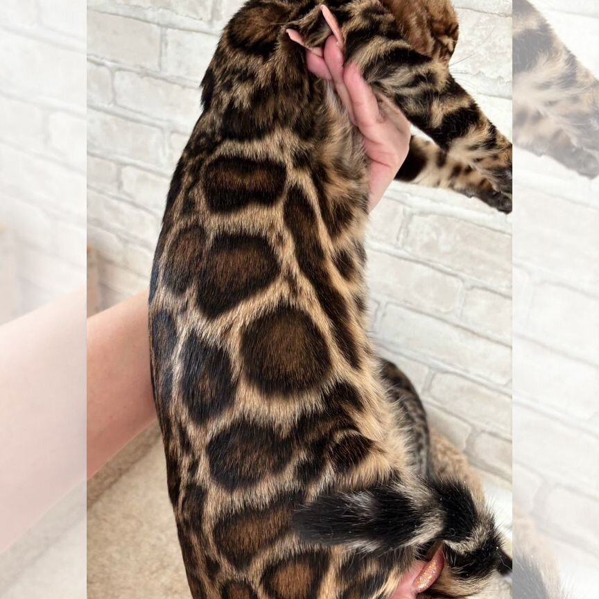 Бенгальская кошка