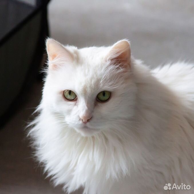 Кошка Масяня, 12 лет