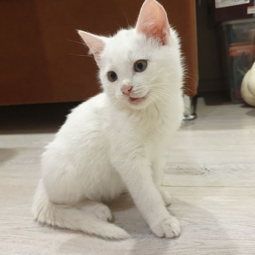 Котёнок в добрые руки