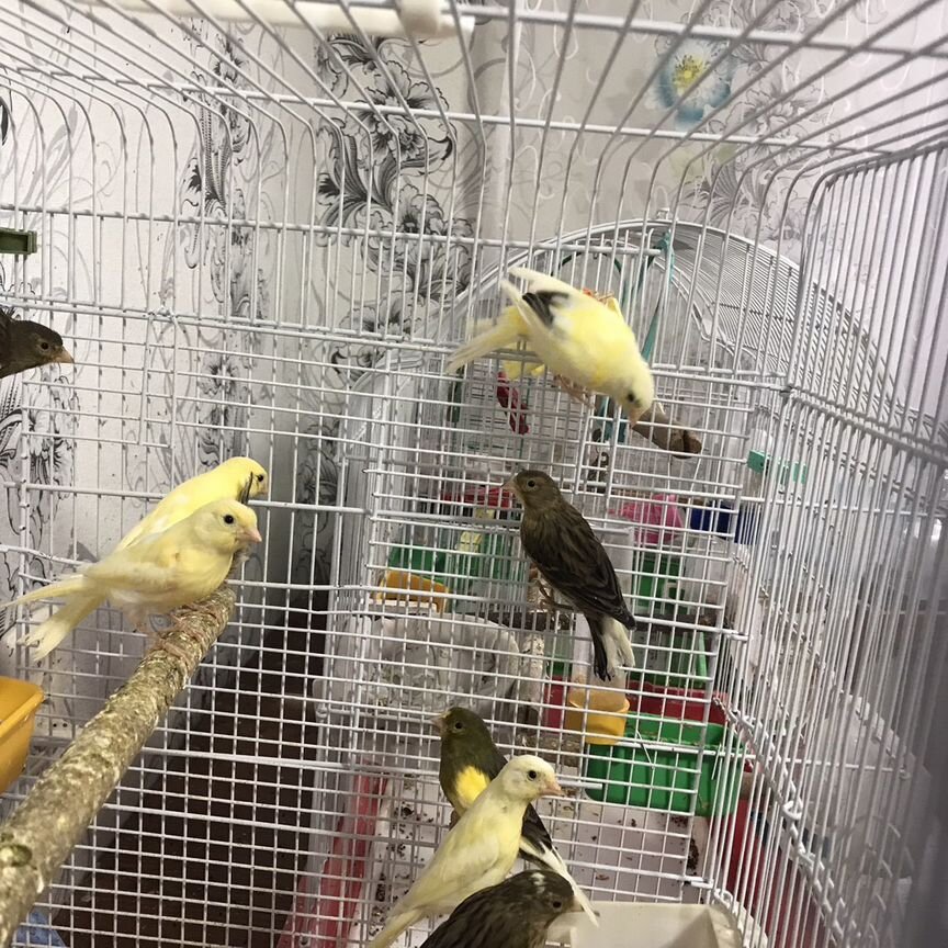 Попугаи и кенары