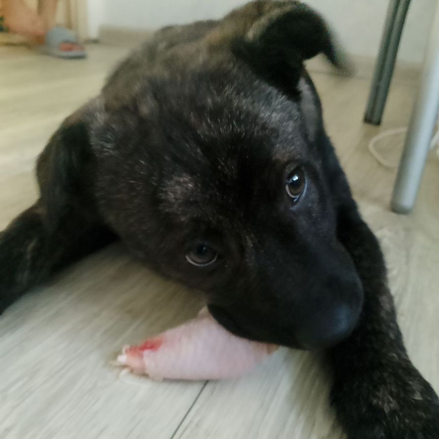 Отдам в добрые руки