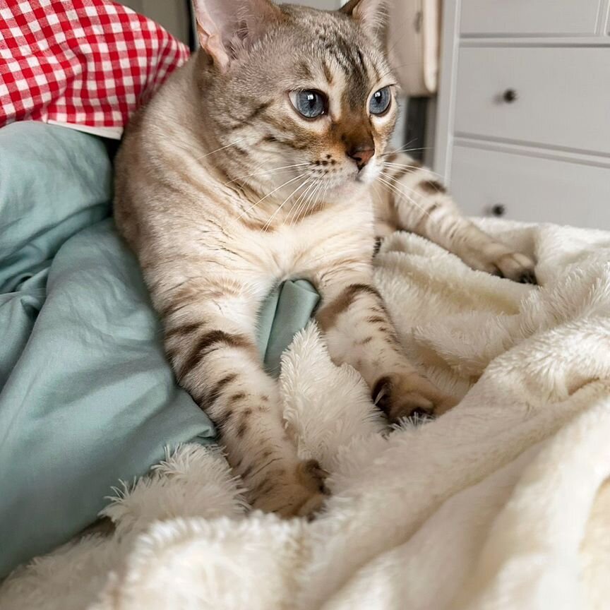 Домашние животные кошки