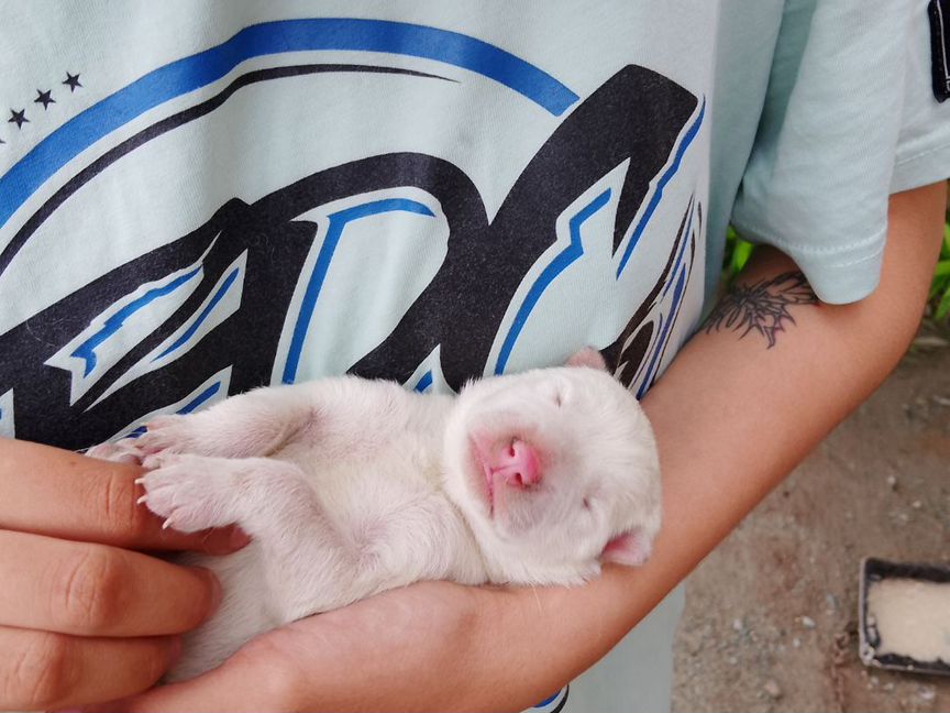 Шенки зпс лайки