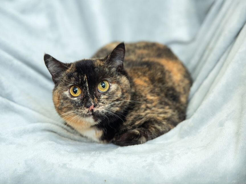 Миниатюрная кошечка Гречка