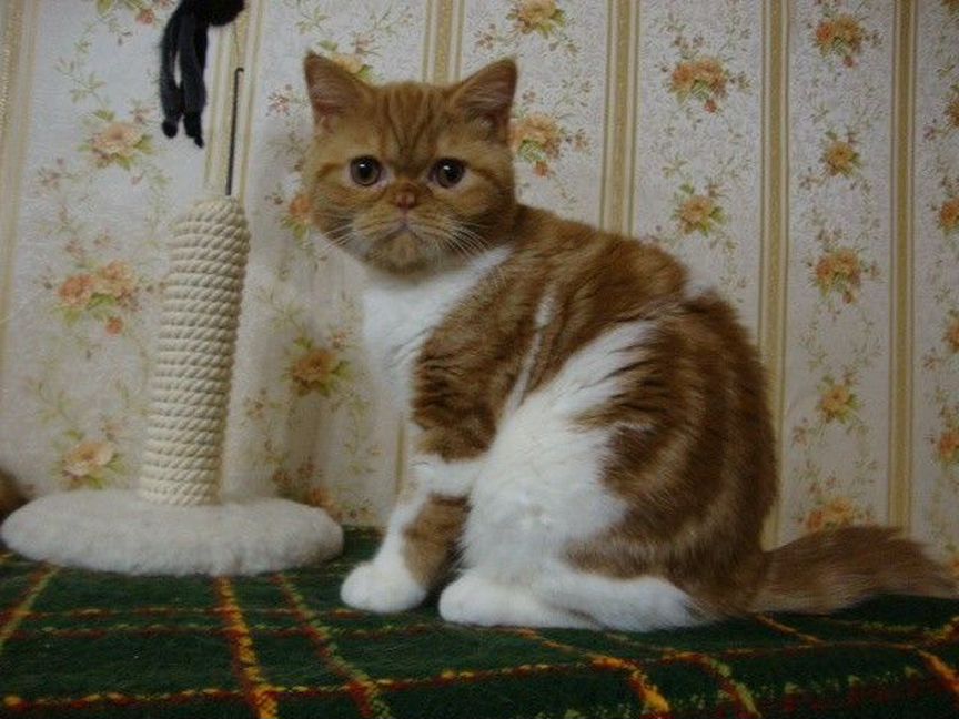 Шотландский котенок скоттиш страйт