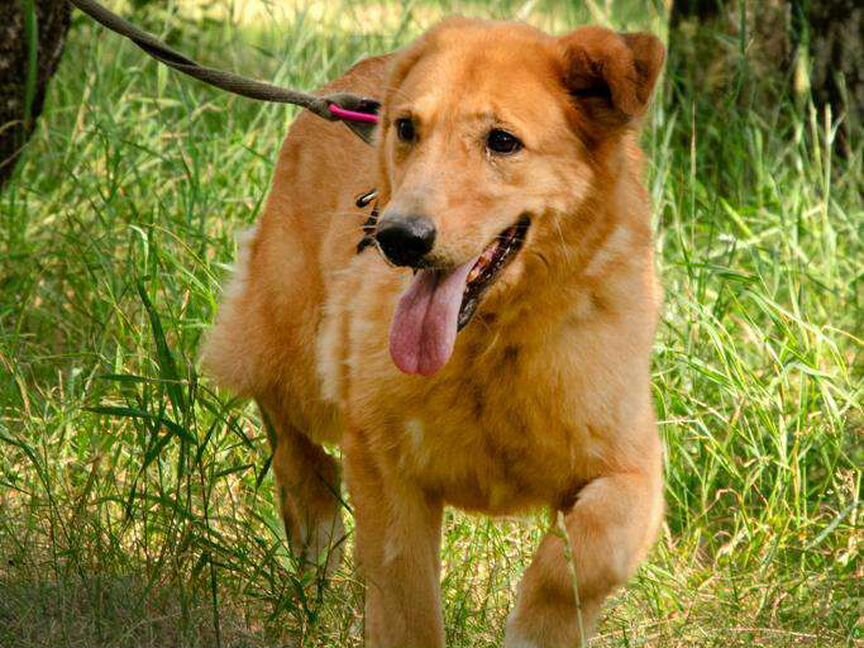 Особенная рыжая собака из приюта