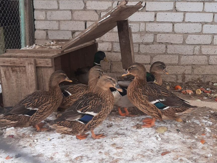 Дикие утки