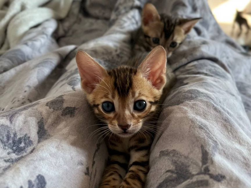 Бенгальские котята