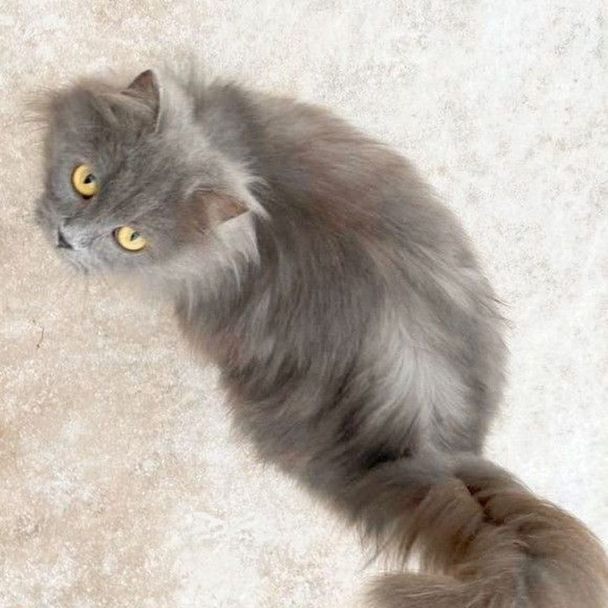 Милая пепельная кошечка, около года