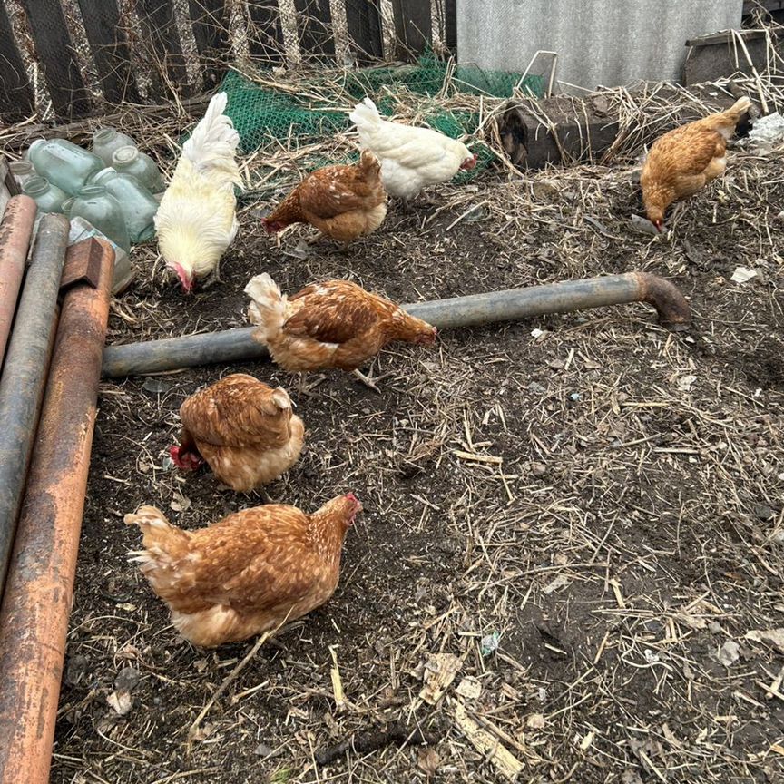 Курица домашняя живая