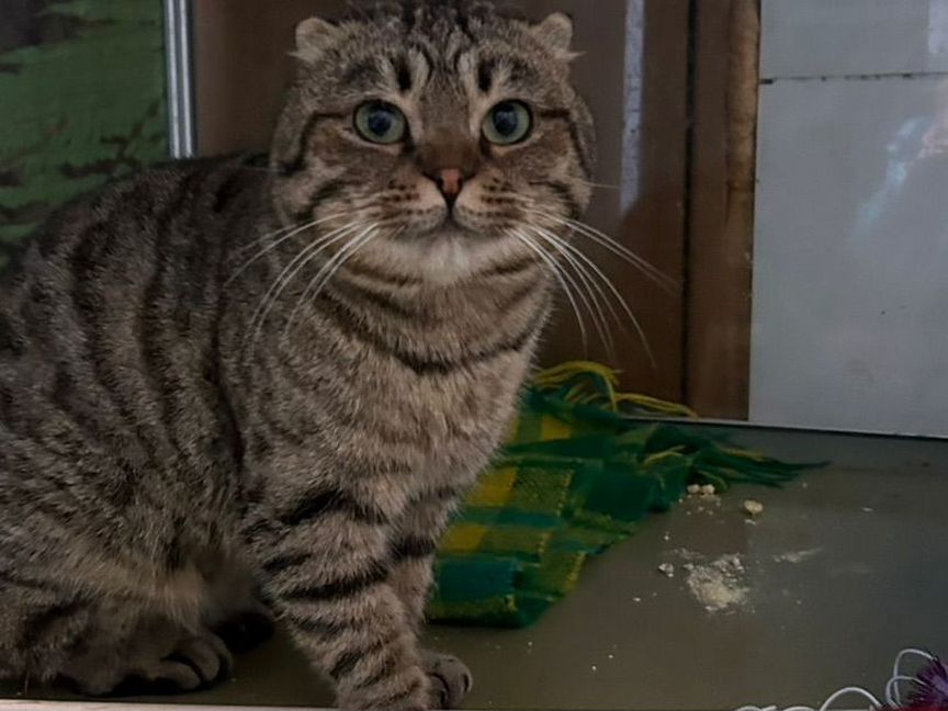 Породистую кошечку выбросили