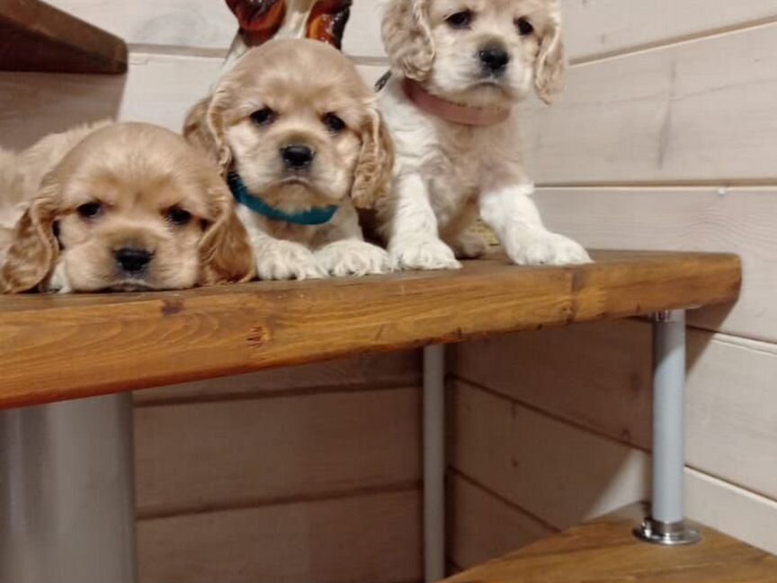 Кокер спаниель. Умные. Красивые. Верные