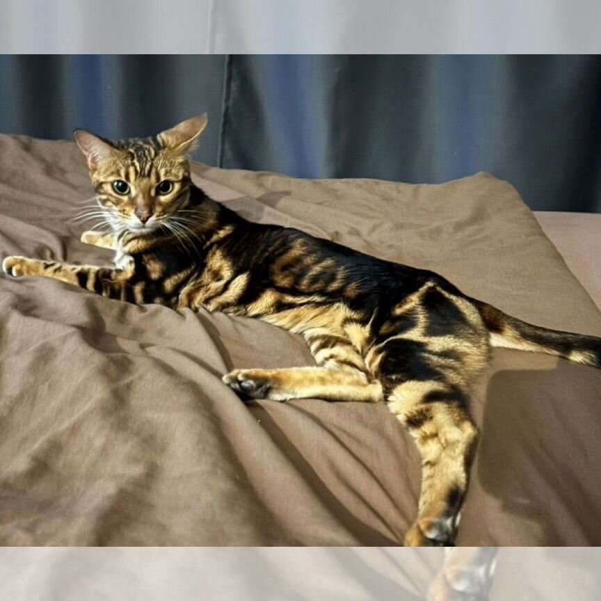 Бенгальская кошка, взрослая
