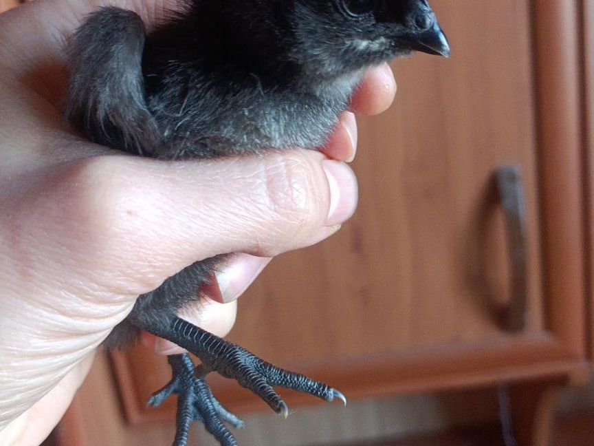 Цыплята суточные